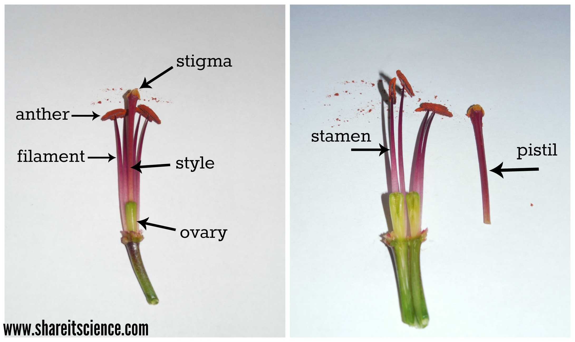 Exploring Flowers! Activities from Preschool to High School – Only ...